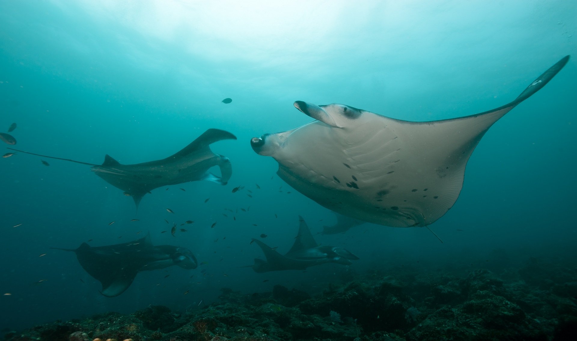 Manta duikvakanties Dive and Travel